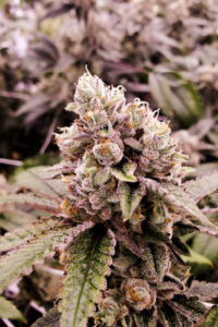 Colors of Cannabis: Why Weed Has So Many Colors - Dreamz