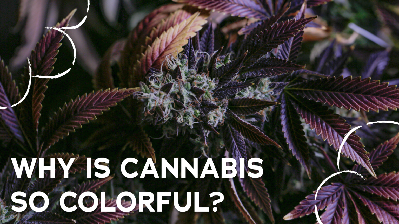 Colors of Cannabis: Why Weed Has So Many Colors - Dreamz